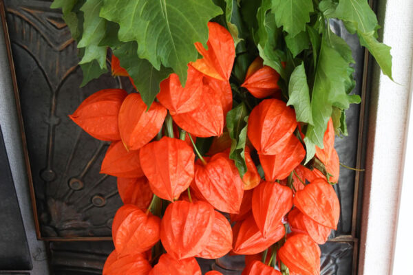 ホオズキ（鬼灯） ｜ 花ブログ